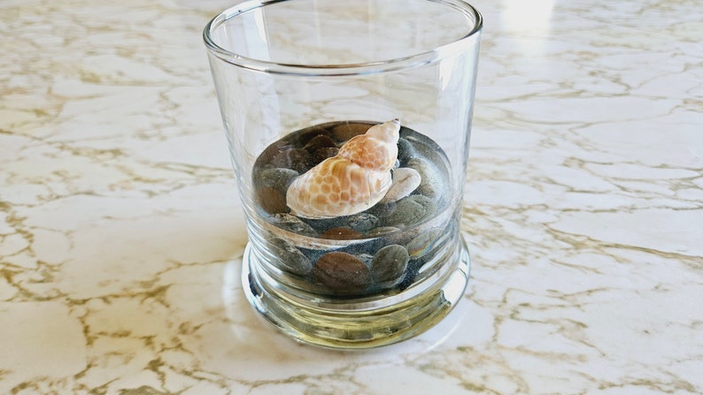 Real Sea Shell and Rocks in Round Glass Terrarium - Sealed With Resin ...