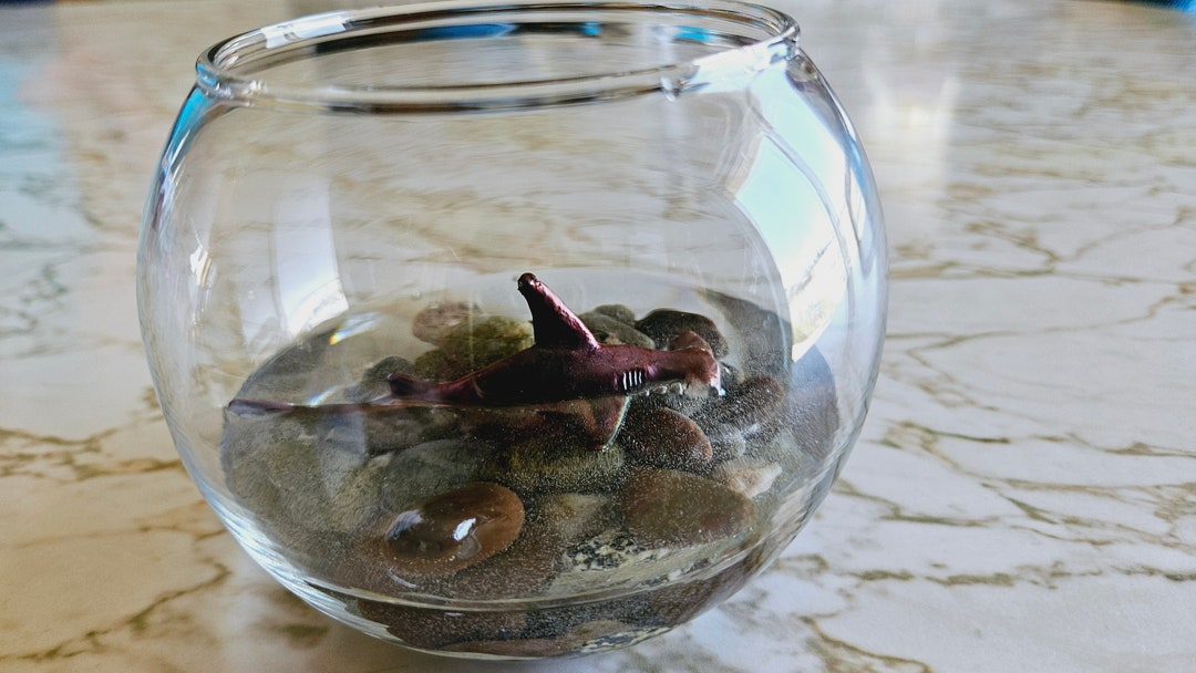 Hammerhead Shark With Real Sea Shells and Rocks in Round Glass ...