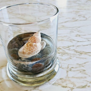 Real Sea Shell and Rocks in Round Glass Terrarium - Sealed With Resin ...