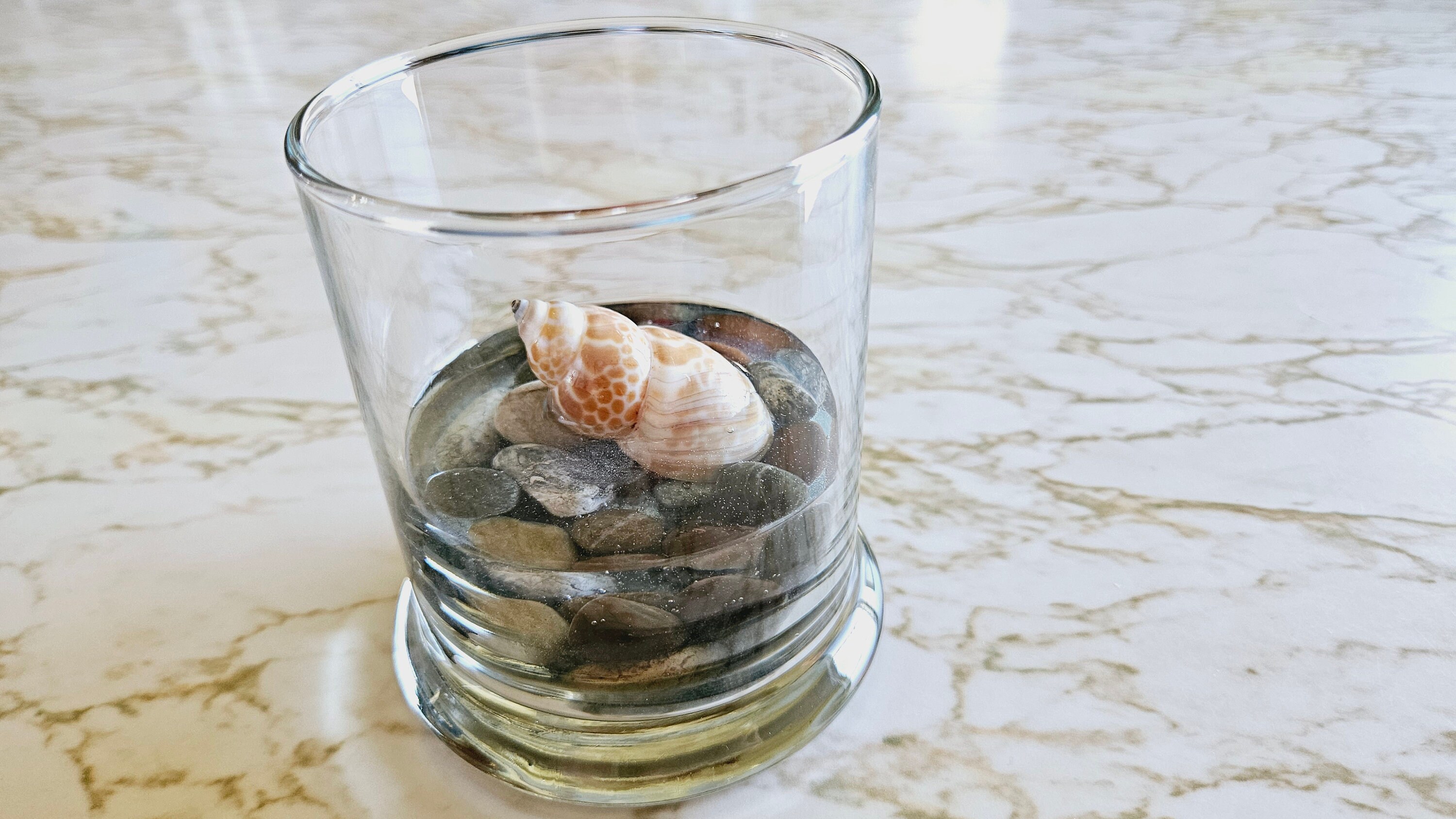 Real Sea Shell and Rocks in Round Glass Terrarium - Sealed With Resin ...