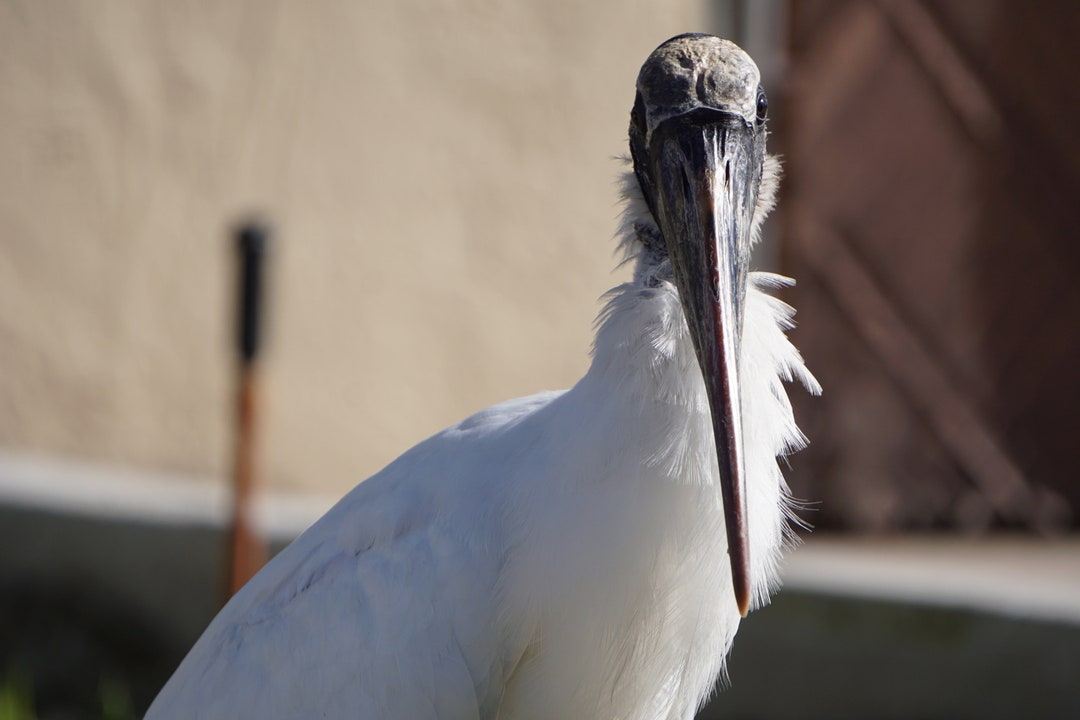 Wood Stork Facial - Etsy