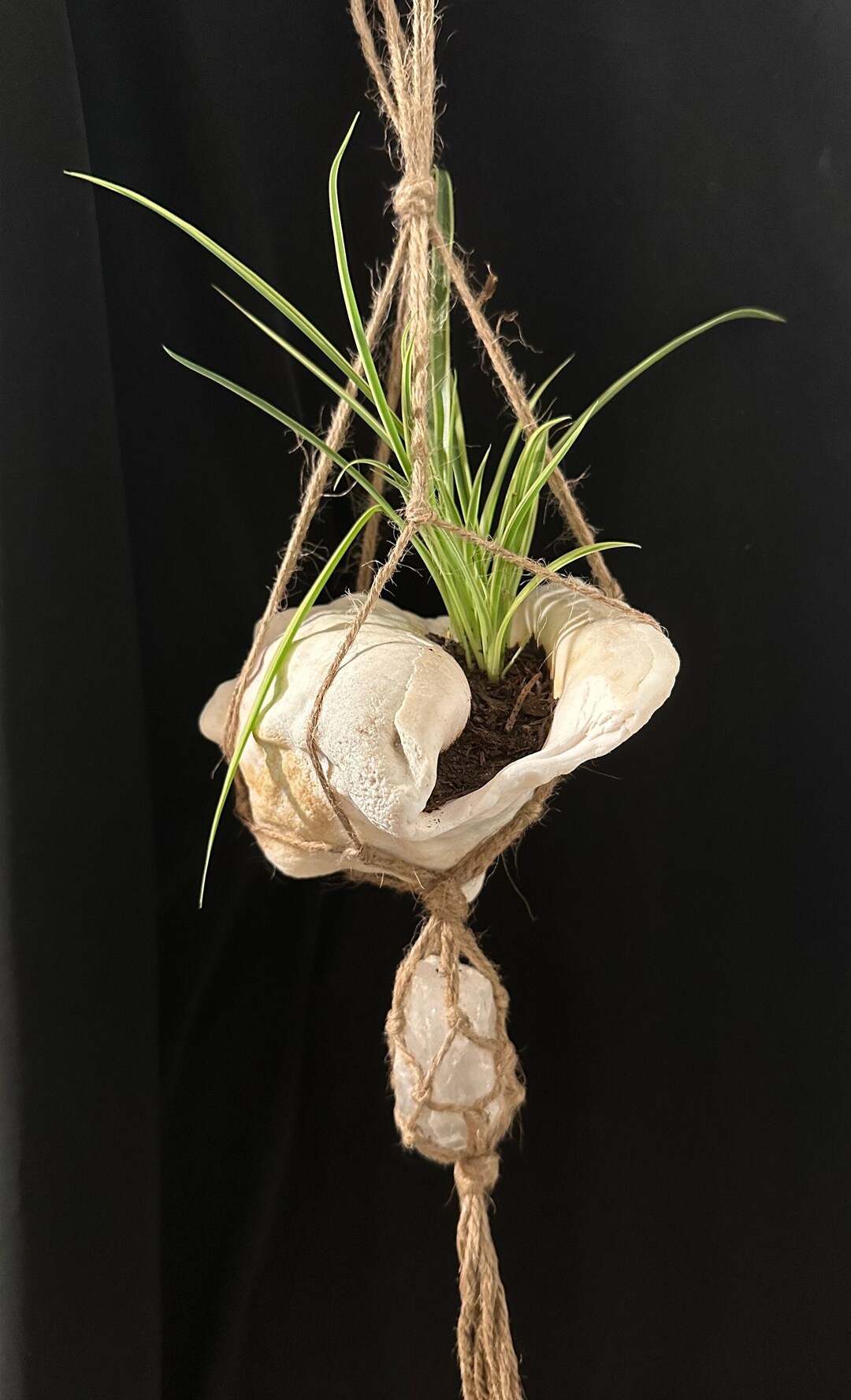 Royal Gaia Planters Conch Seashells Planter Large 6x7x4 Shell With ...