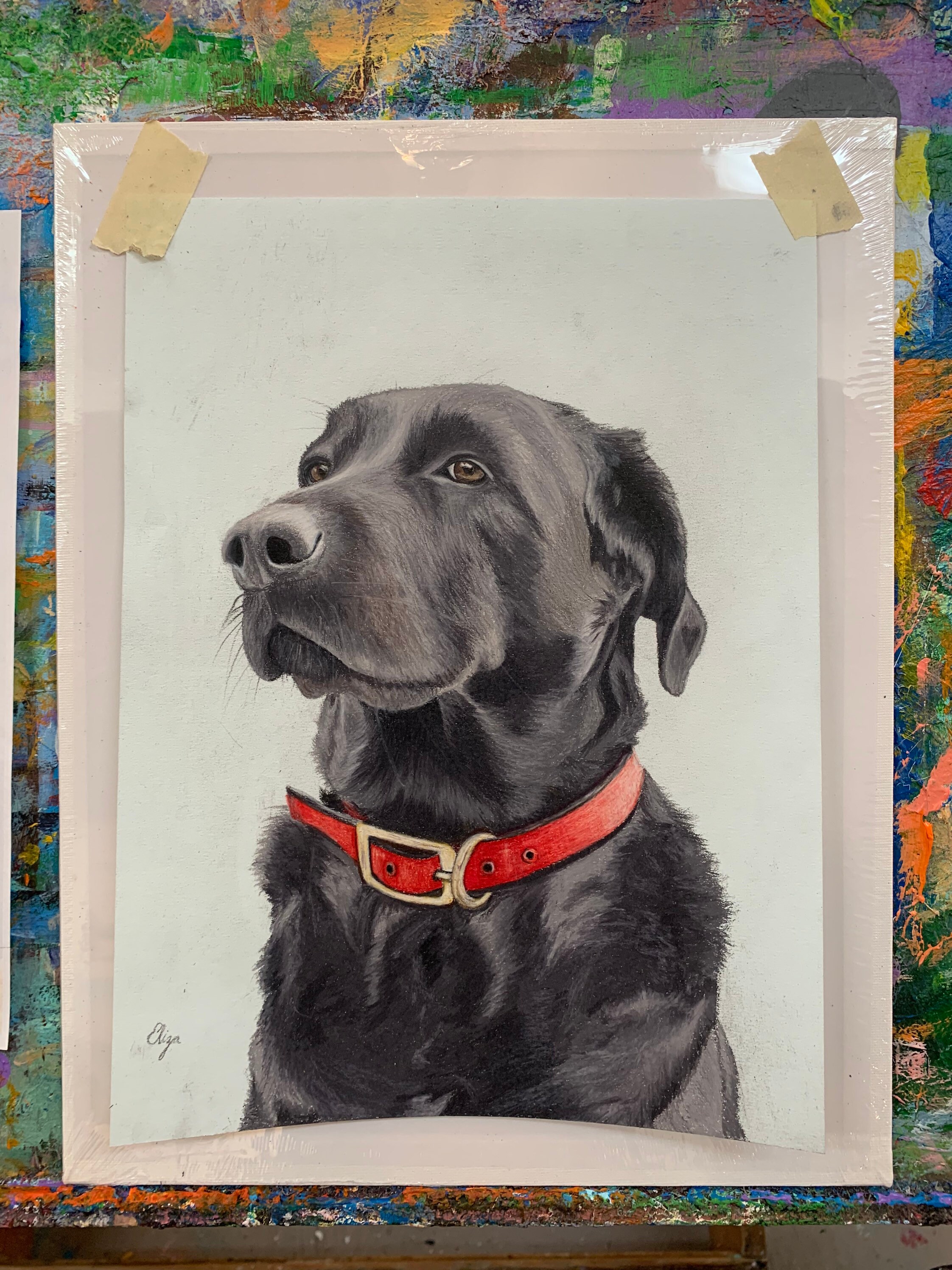 Black Lab Drawing