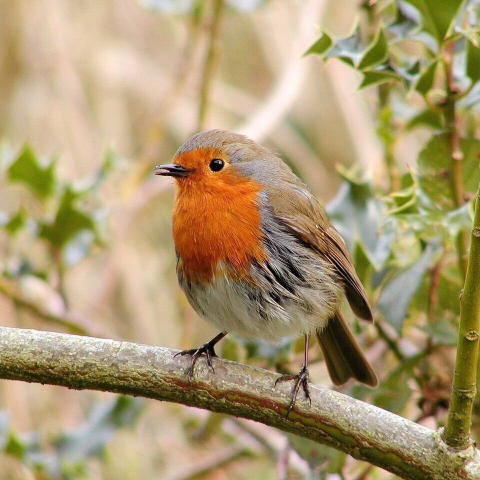 A Little Robin on a Branch, Quilling Art, Home Decor, Wall Art ...