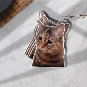 Sad Cat Meme, Cute Cat Sticker, Meme Sticker , Cat Meme, Cute Cat Meme ...
