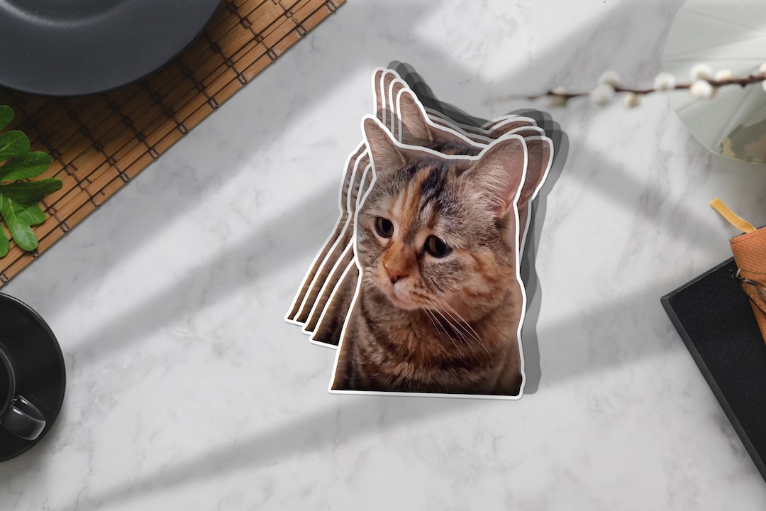 Sad Cat Meme, Cute Cat Sticker, Meme Sticker , Cat Meme, Cute Cat Meme ...
