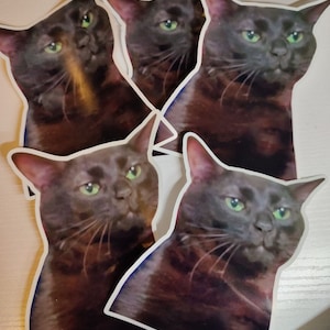 Black Cat Meme, Zoning Out Black Cat Sticker, Black Cat Sticker , Cat ...