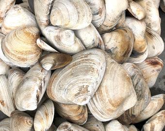 Rhode Island Shells - Etsy