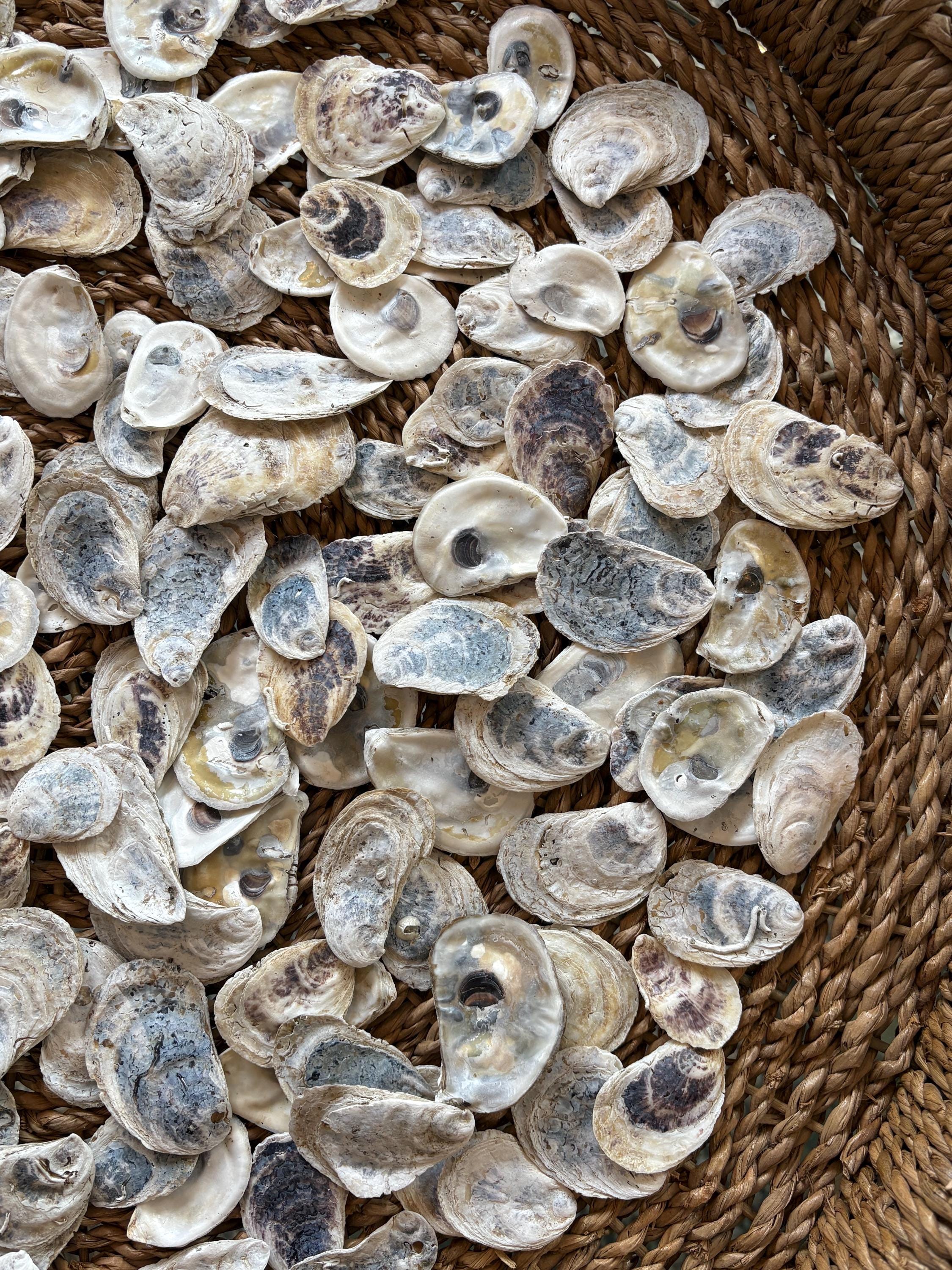 200 Flat Bulk Oyster Shells | Rhode Island Oyster Shells for Crafting ...