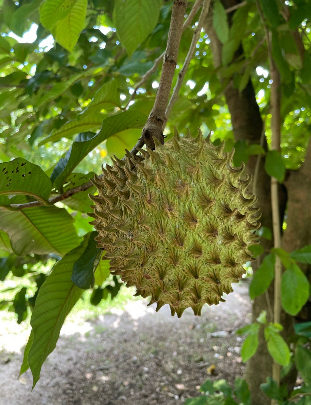 Soncoya Seedling Treeannona Purpúrea Free Priority Shipping - Etsy