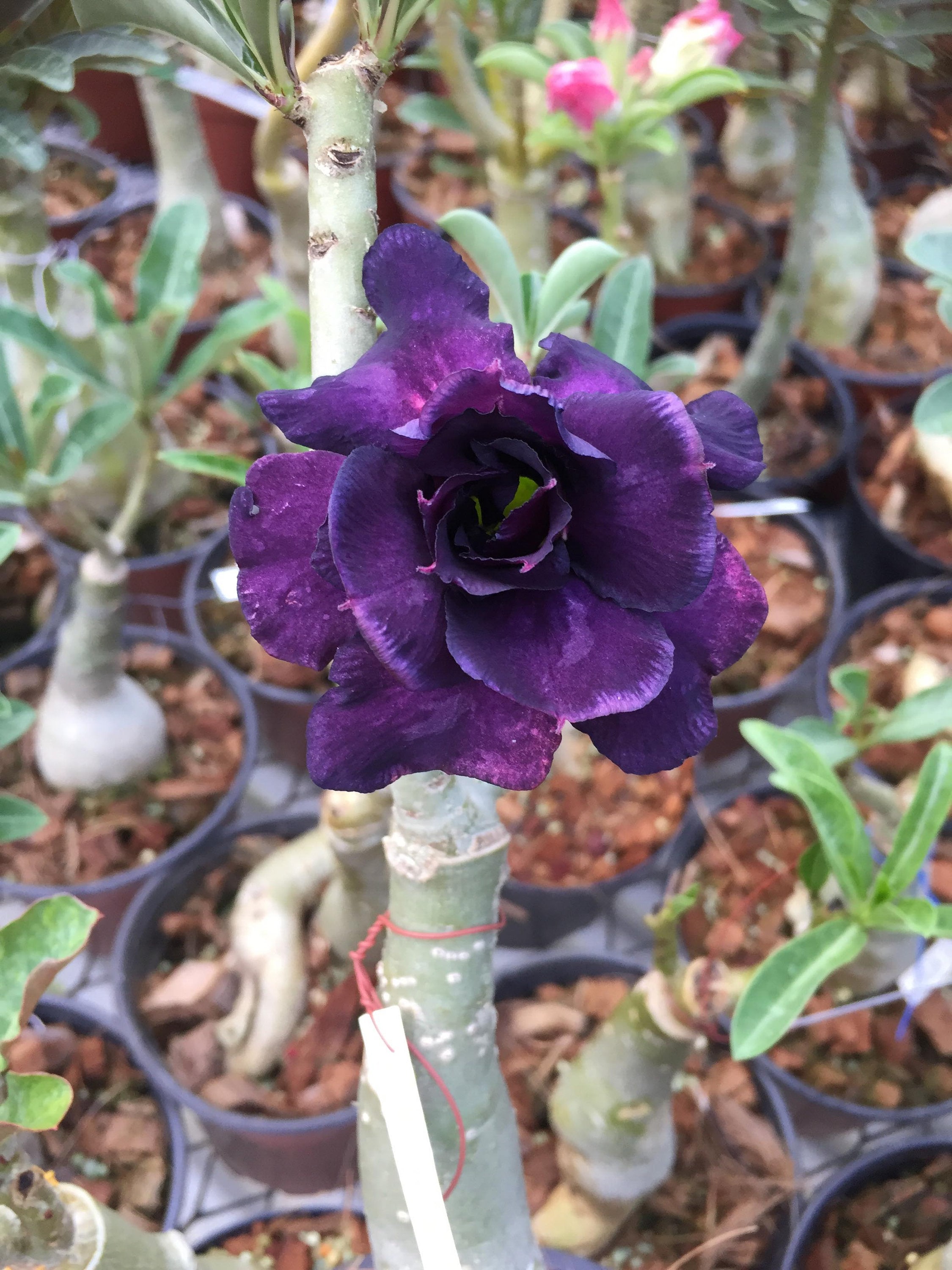 5 Seeds adenium Obesum Siam Blue Berry Desert Rose | Etsy Australia