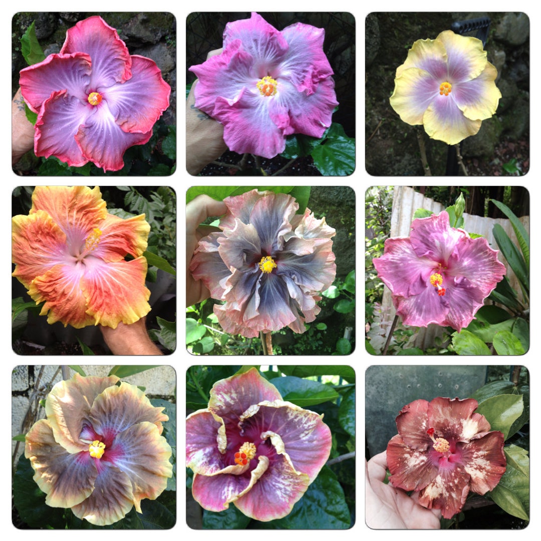 5 Graines hibiscus mix hybrides de la reunion rares - Etsy France