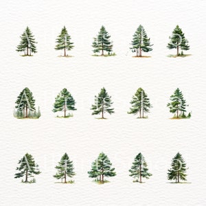 Pine Tree Watercolor Clipart, 15 Beautiful Trees PNG, Landscape Art ...