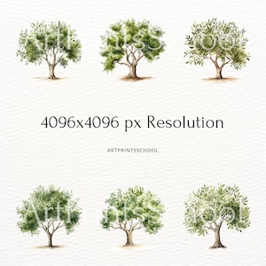 Olive Trees Clipart, 15 Watercolor High Quality PNG, Botanical Art ...