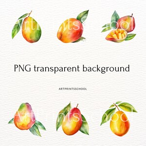 Watercolor Mango Clipart: Tropical Fruit PNG Graphics (instant Download ...