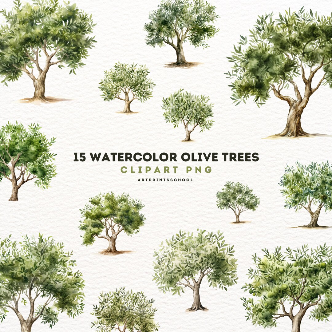 Olive Trees Clipart, 15 Watercolor High Quality PNG, Botanical Art ...