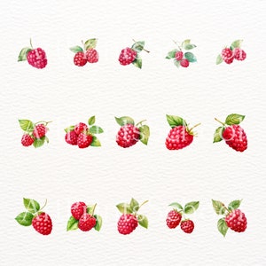 Raspberry Watercolor Clipart, 15 Raspberry PNG Bundle, Berry Cut Files ...