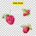 Raspberry Watercolor Clipart, 15 Raspberry PNG Bundle, Berry Cut Files ...