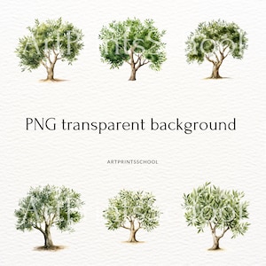 Olive Trees Clipart, 15 Watercolor High Quality PNG, Botanical Art ...