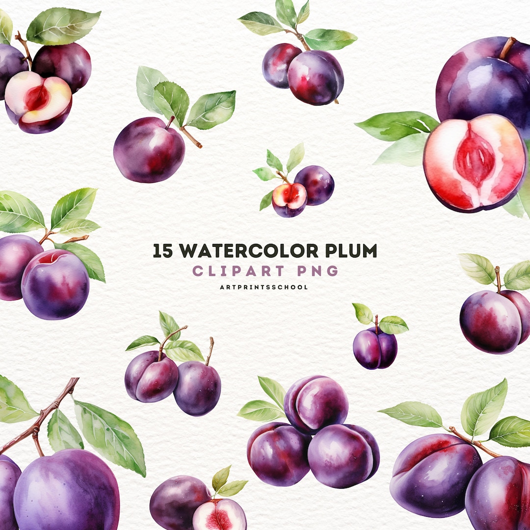 Plum Watercolor Clipart - 15 PNG Watercolor Fruit Illustrations - Plums ...