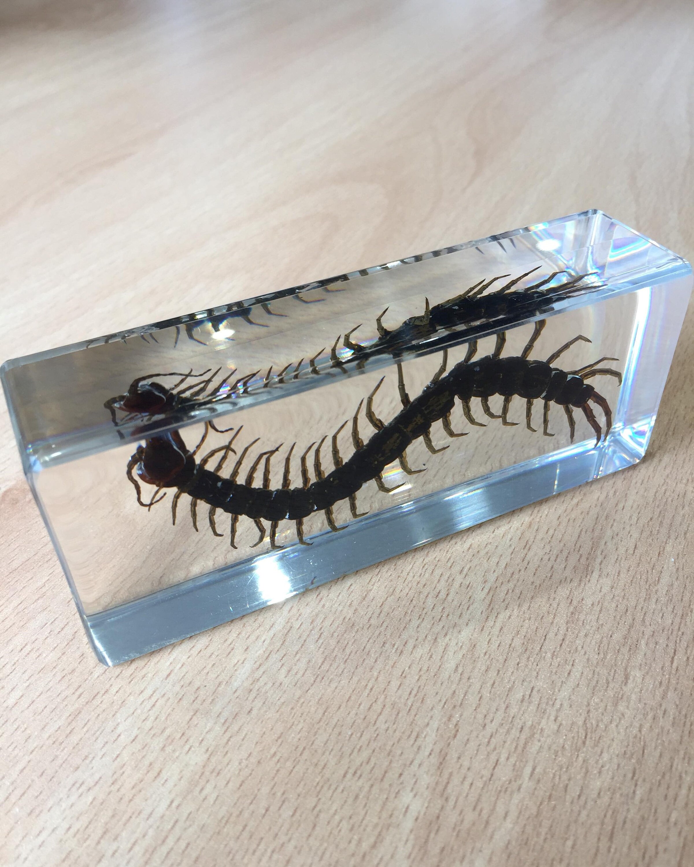 Real Large Centipede in Clear Acrylic Block Resin Paperweight | Etsy UK