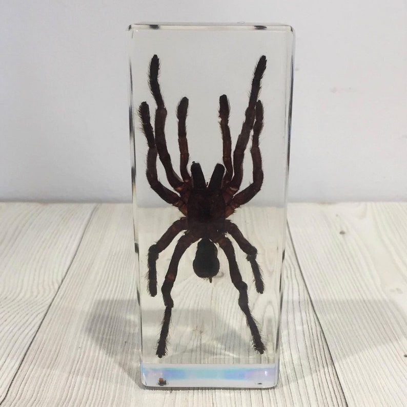 Real Tarantula in Clear Acrylic Block Resin Paperweight | Etsy UK