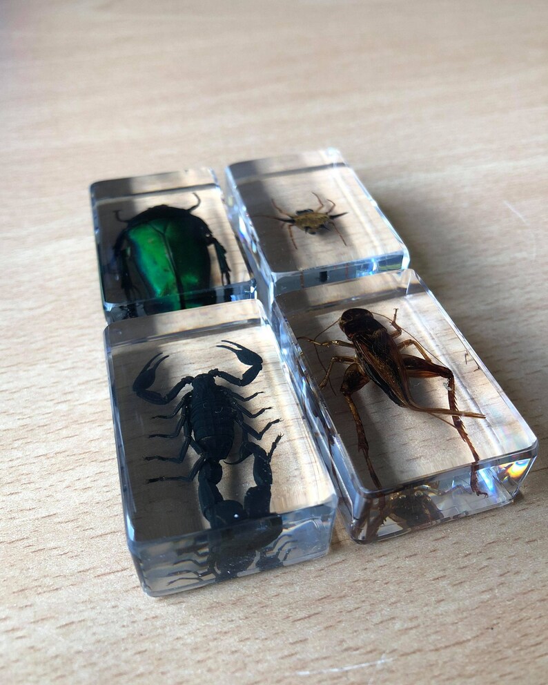 Small Real Bugs / Insects in Clear Acrylic Block Resin - Etsy