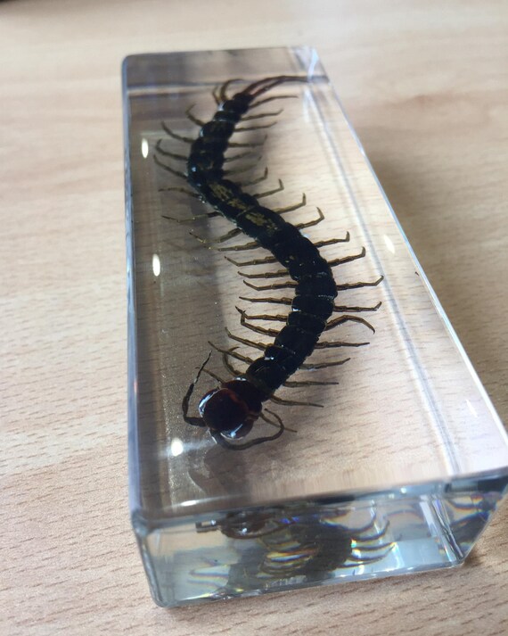 Real Large Centipede in Clear Acrylic Block Resin Paperweight | Etsy