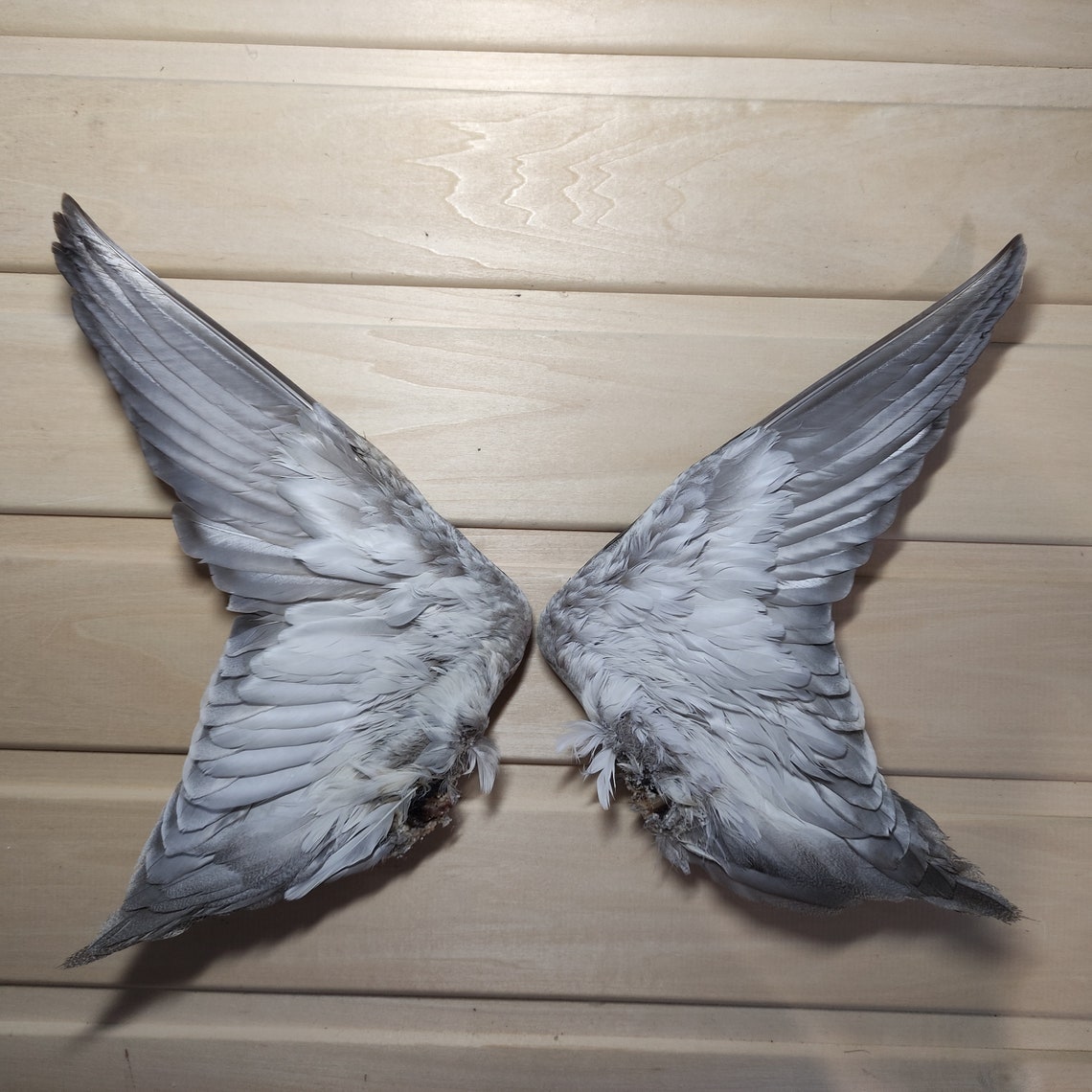 Alas de pato reales /pato salvaje real / taxidermia Aythya | Etsy