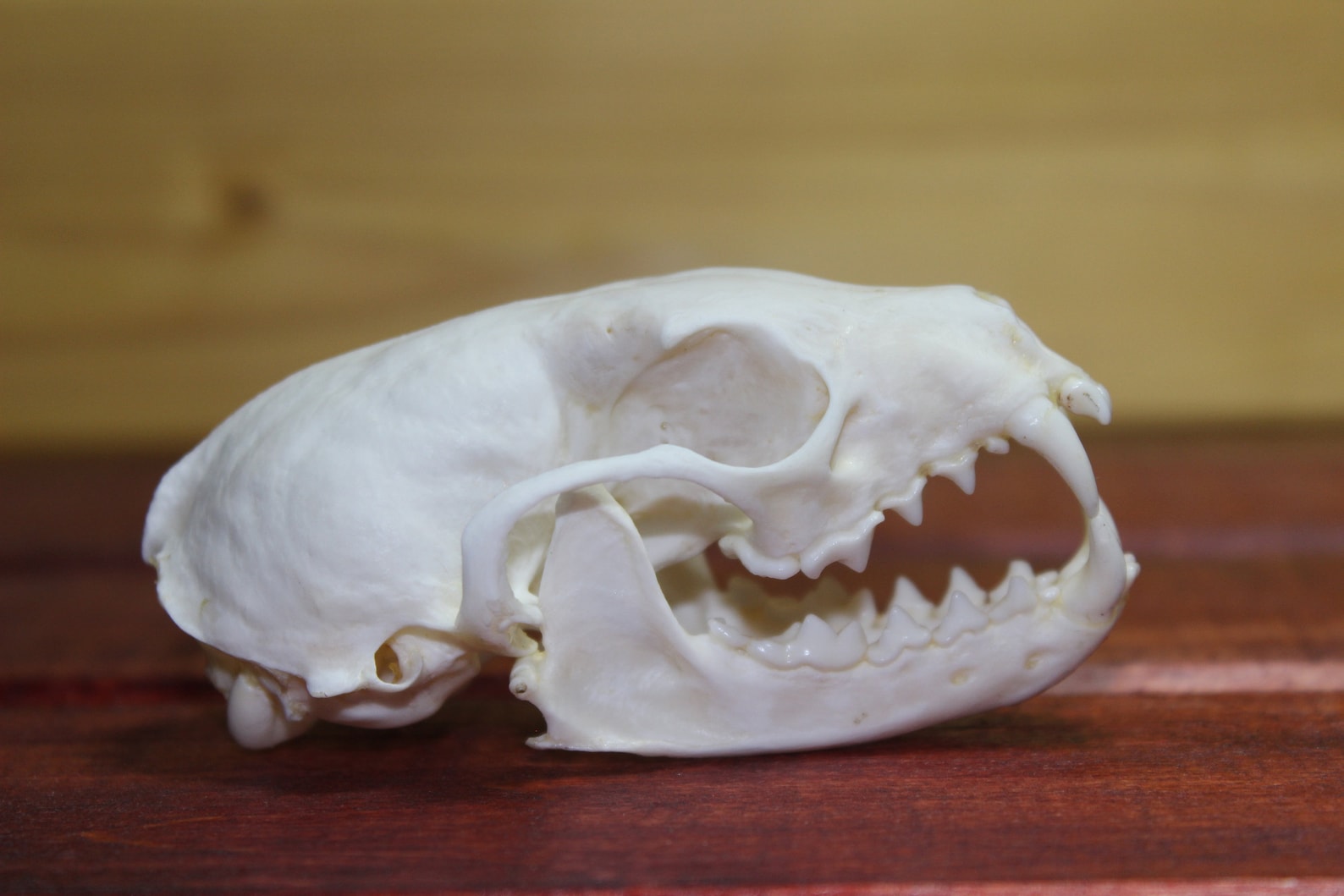 Real pine marten skull taxidermy skull Martes martes | Etsy