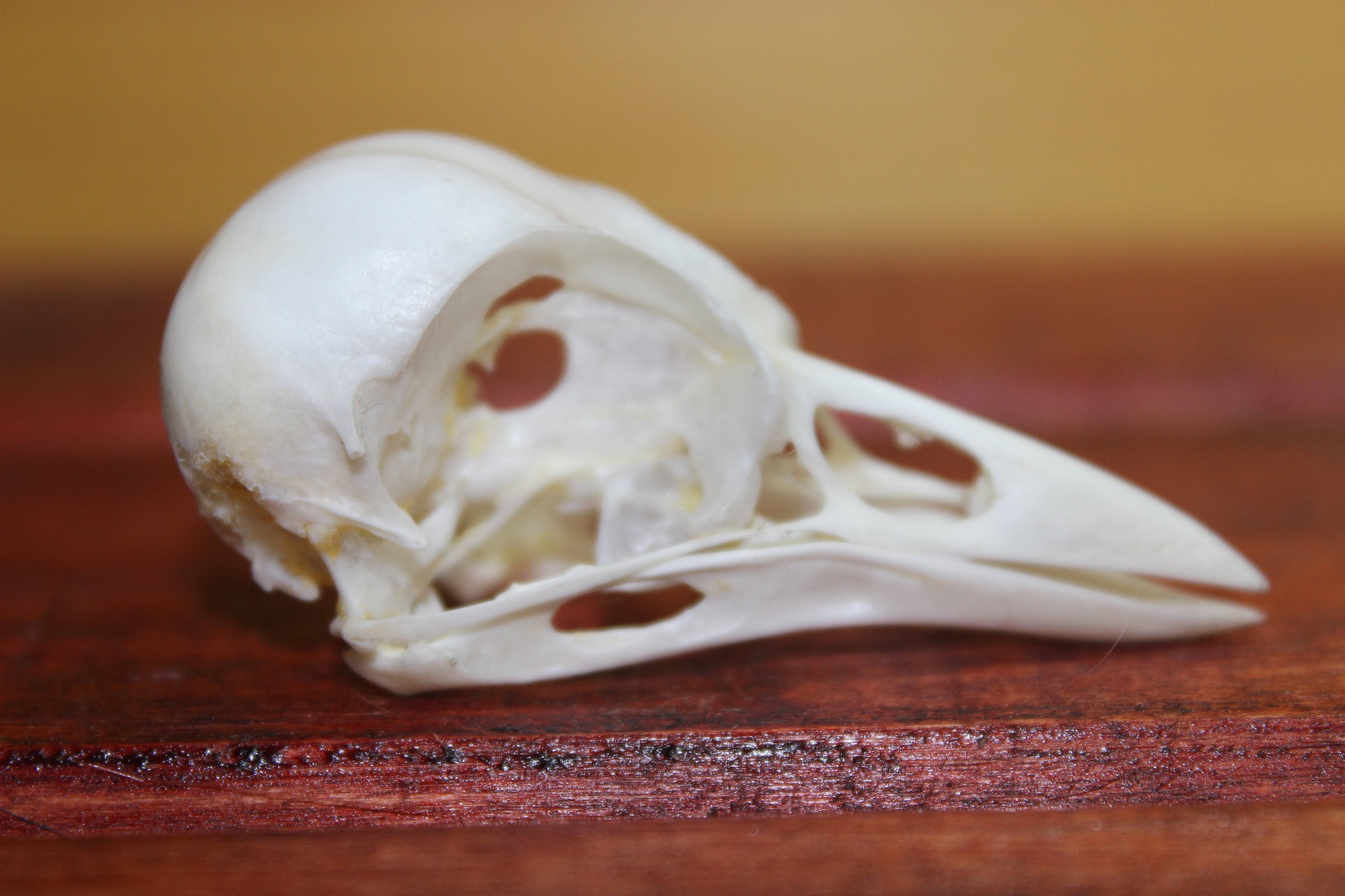 Home & Living Taxidermy & Curiosities Garrulus glandarius bird skull ...