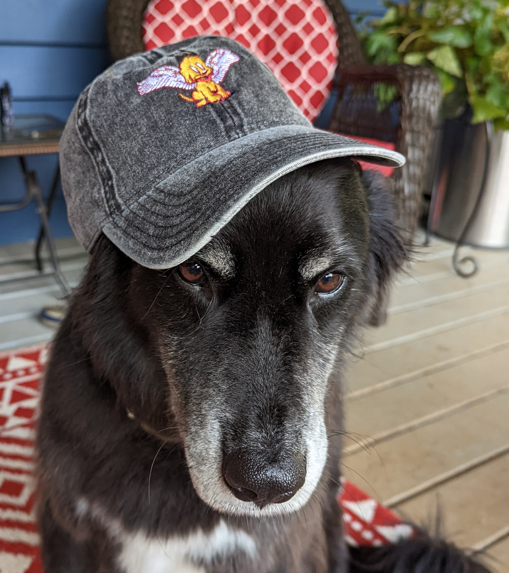 Chocolate Labrador Angel Dog Eat Doug Chocolate Labdog Mom - Etsy