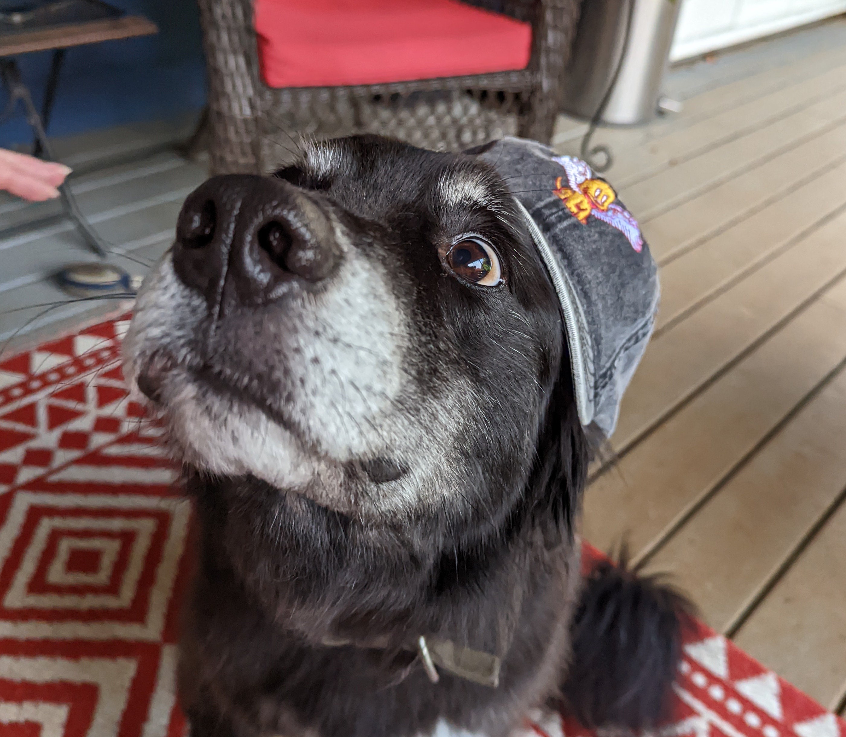 Chocolate Labrador Angel Dog Eat Doug Chocolate Labdog Mom - Etsy