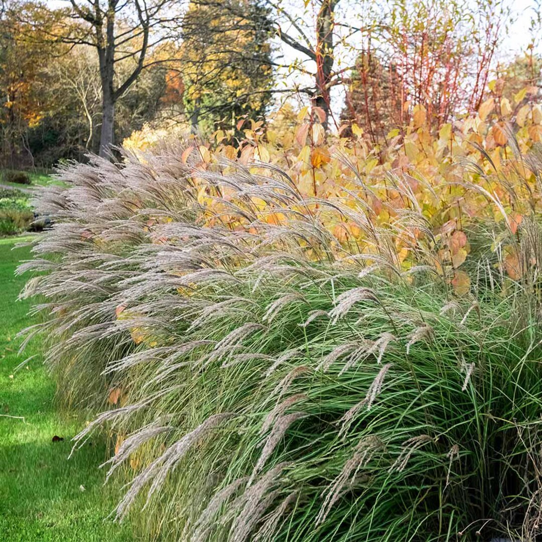 Miscanthus Little Kitten Ornamental Grass in a #3 Container - Etsy