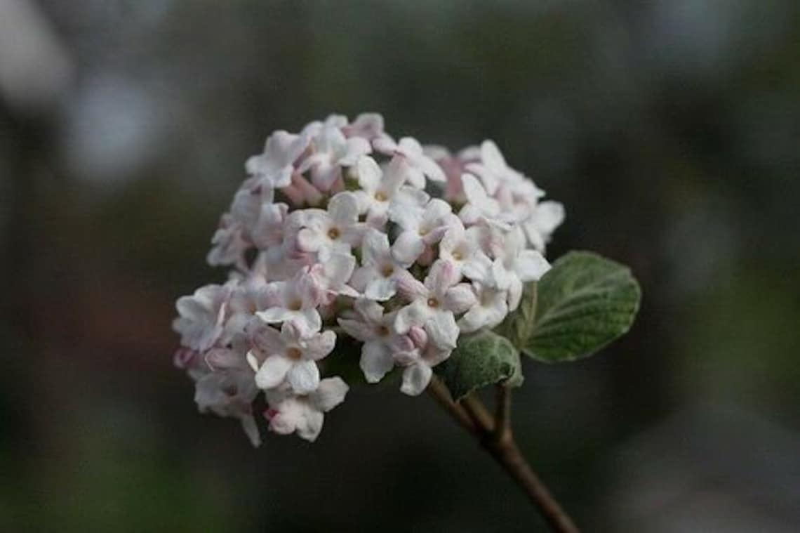 Juddi Viburnum 6-12 in a 2 1/2 Cup - Etsy