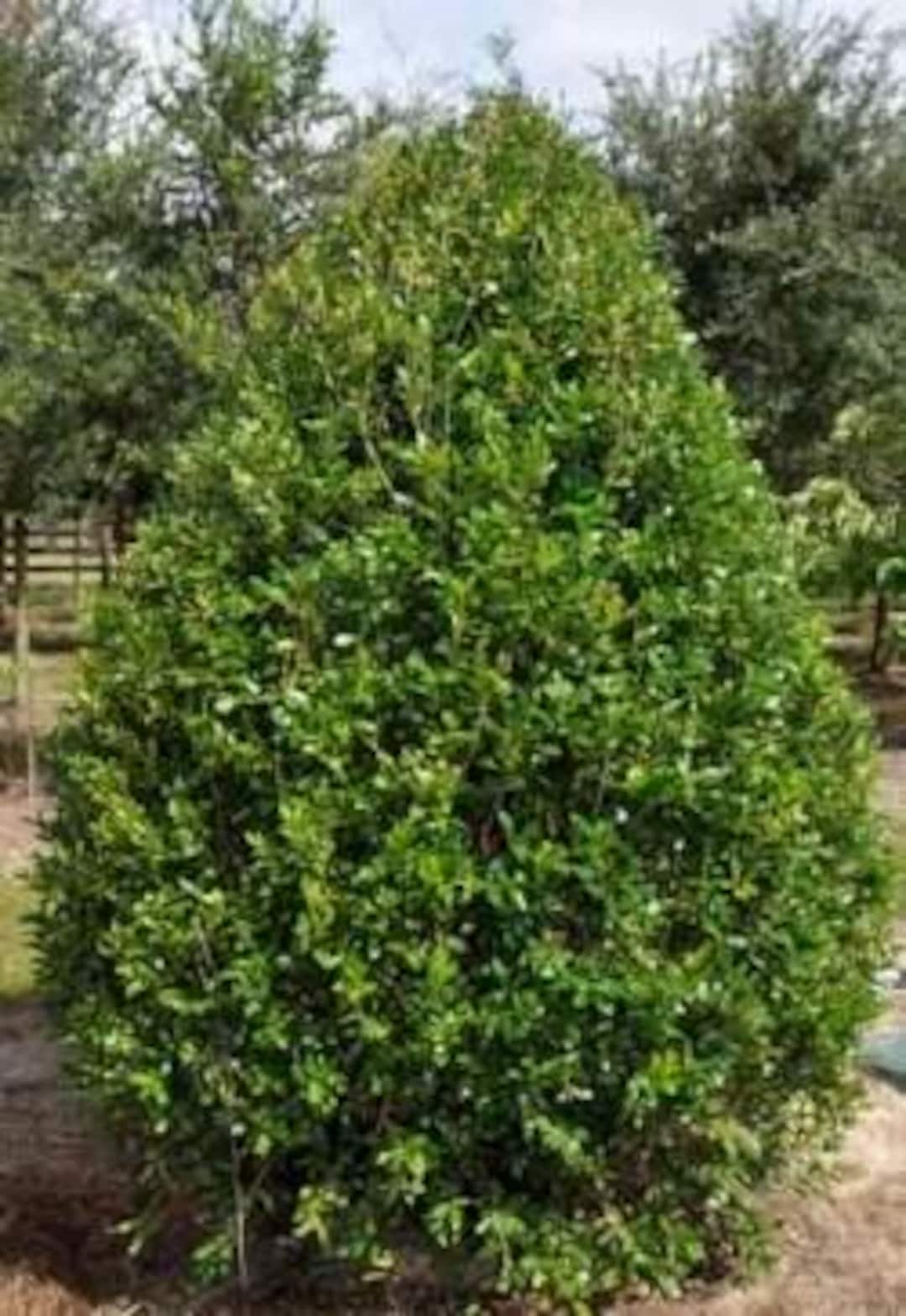 Needlepoint Holly Live Plant 12-18" in Height in a #3 Container - Etsy