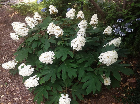 Oakleaf Hydrangea Snow Queen