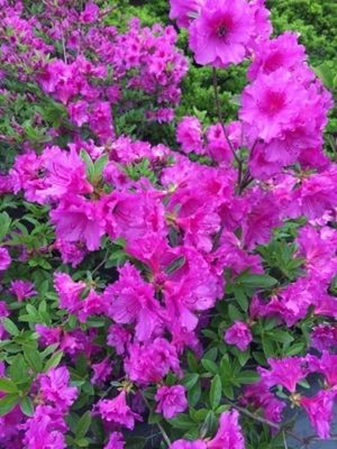 Herbert Azalea Live Plant 12-18" in Height in a #3 Container - Etsy