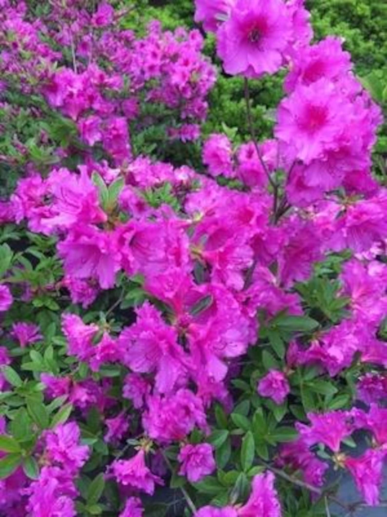 Herbert Azalea Live Plant 12-18" in Height in a #3 Container - Etsy