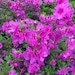 Herbert Azalea Live Plant 12-18" in Height in a #3 Container - Etsy