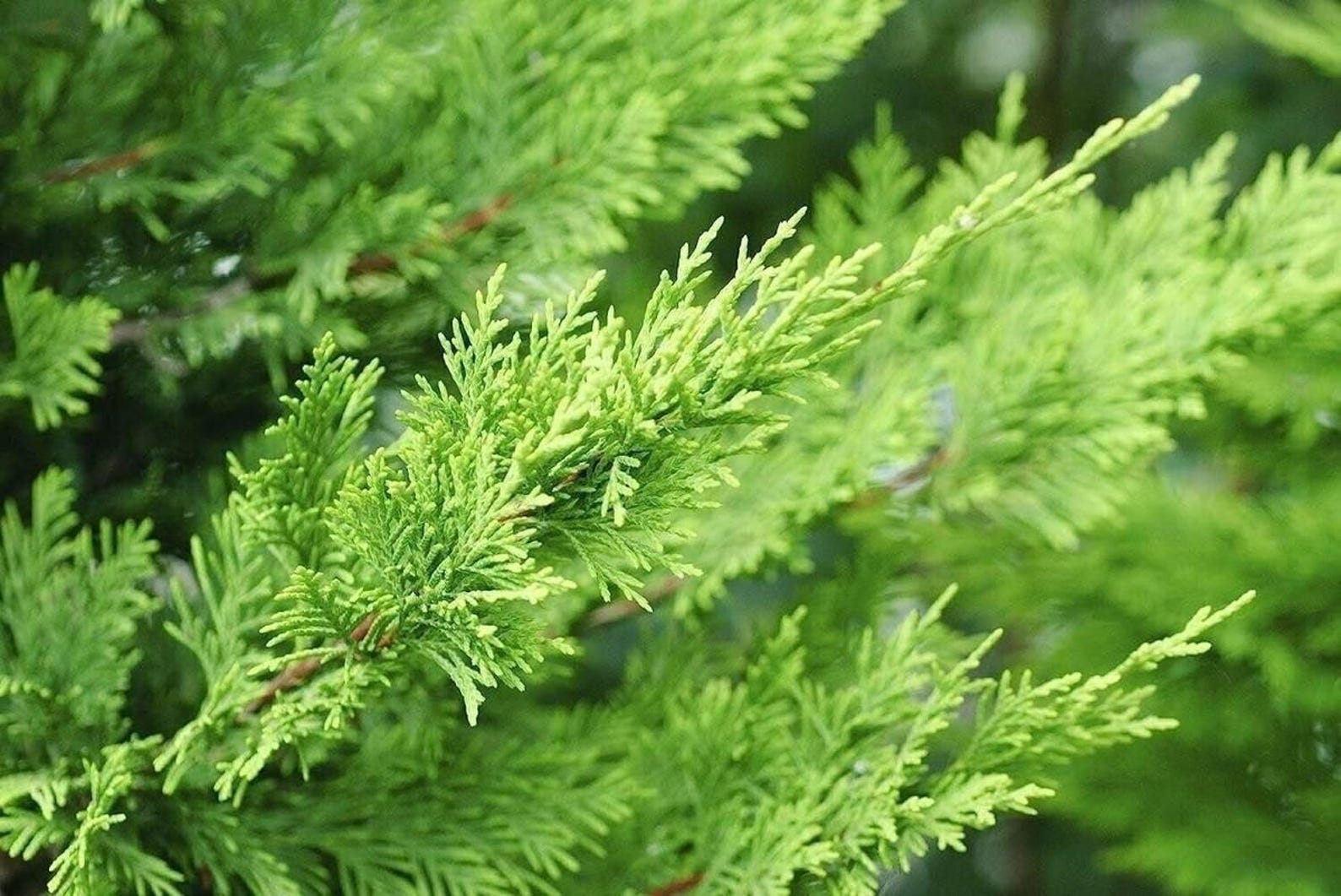 Murray Cypress Live Plant in a #3 Container - Etsy