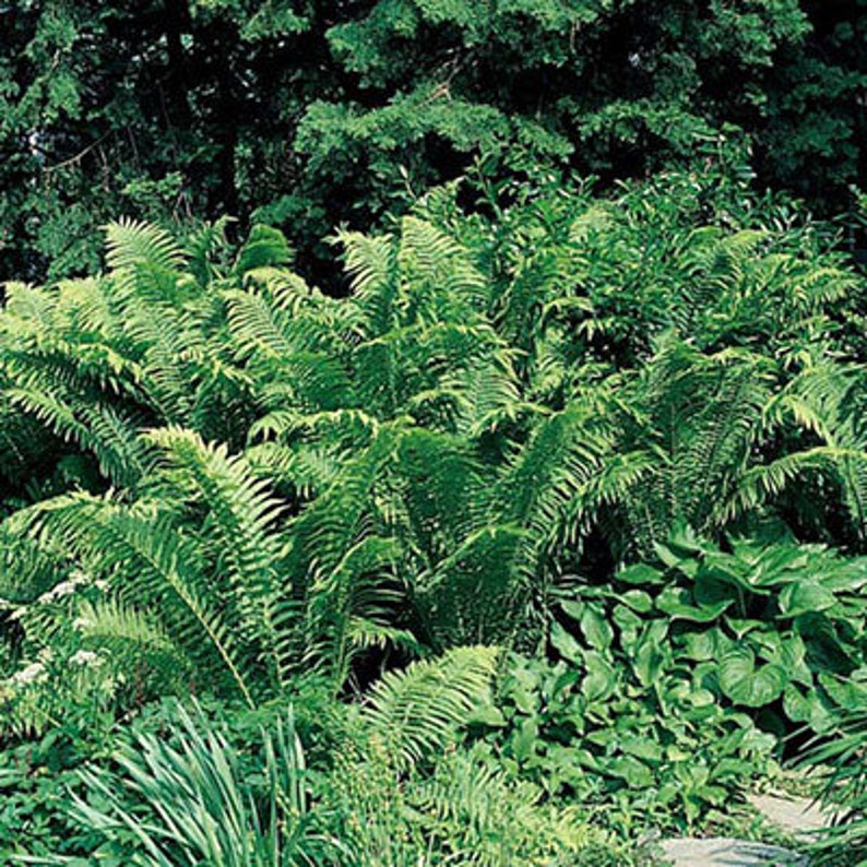 6 Tennessee Ostrich Glade Fern Bare Root/rhizomes - Etsy