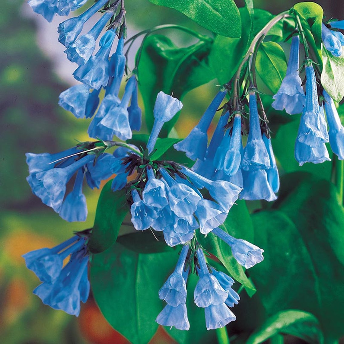 12 Virginia Blue Bell Bulbs - Etsy