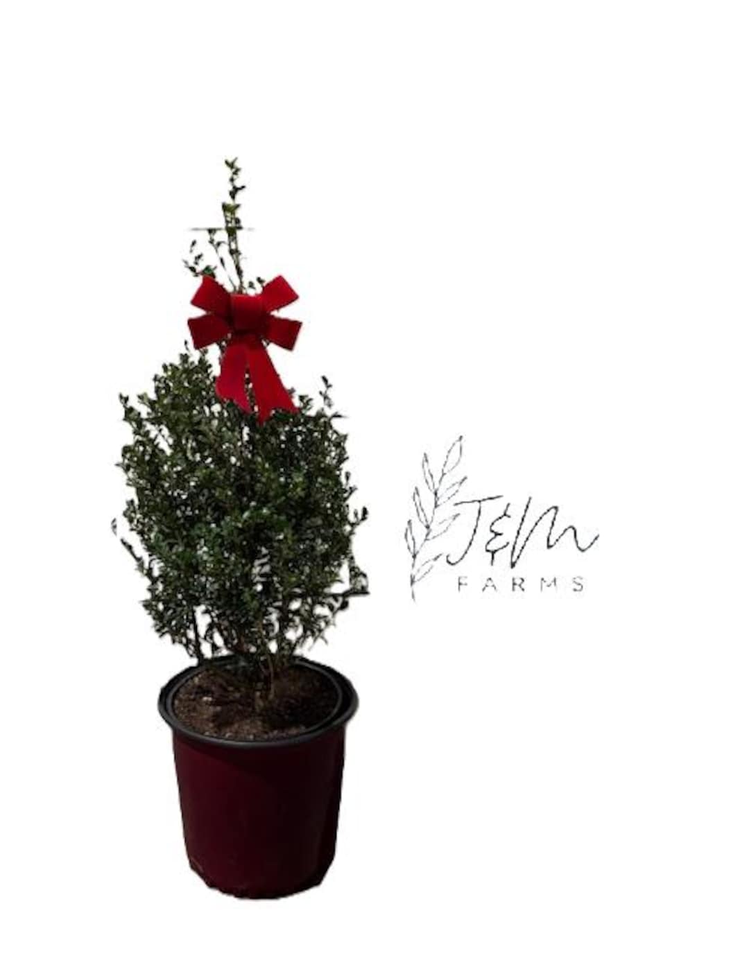 Steeds Holly Live Table Top Christmas Tree 18-24" in Height in a #3 ...