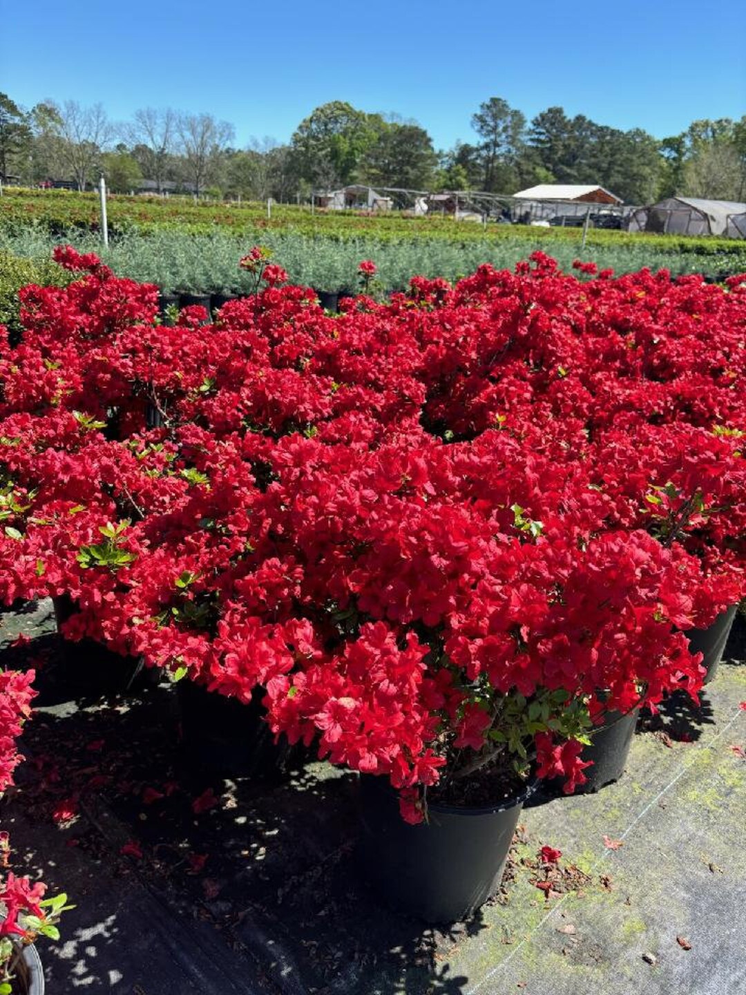 Midnight Flare Azalea Live Plant 6-12" in Height in a #1 Container - Etsy