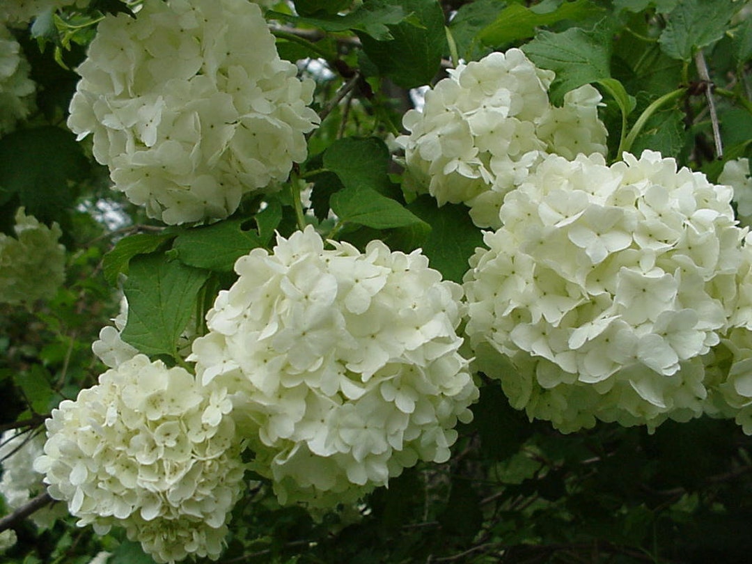 Old Fashion Snowball Viburnum Live Plant in a #3 Container - Etsy