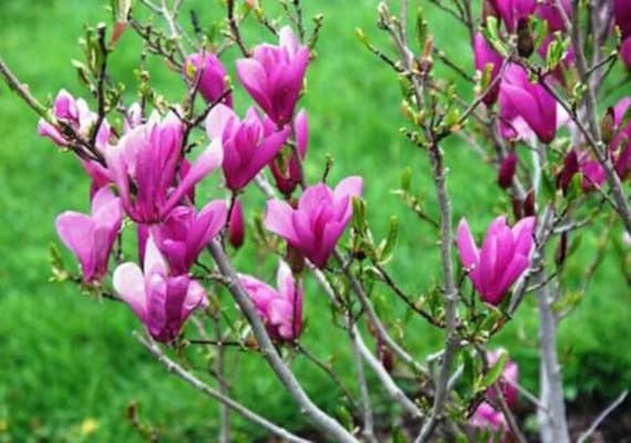 3 Pack of Ann Magnolia Trees 6-12 in a 2 1/2 Cup - Etsy