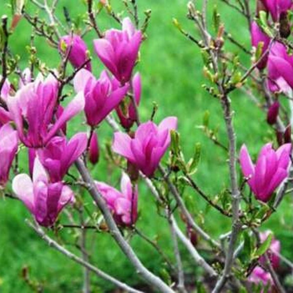 Magnolia - Etsy