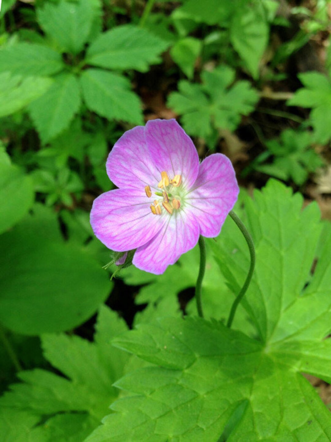 10 Geraniums Bulbs Wild Geraniums Bare Root System - Etsy