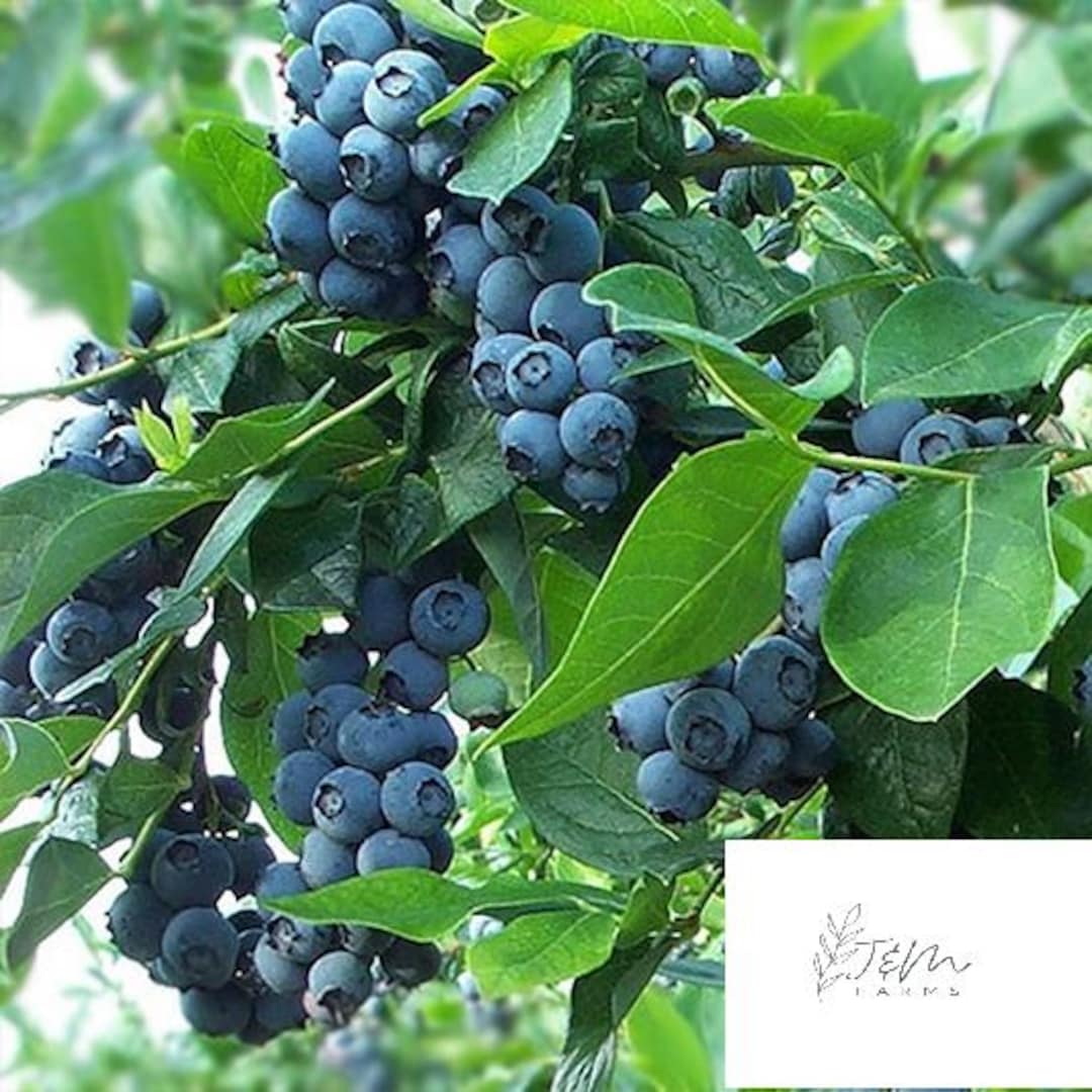 Brightwell Rabbiteye Blueberry Bush Live Plant 6-12” in Height in a 4 ...